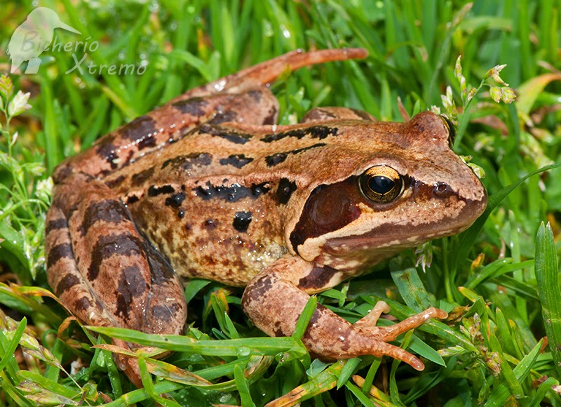 Bicherío Xtremo: Ranas bermejas...
