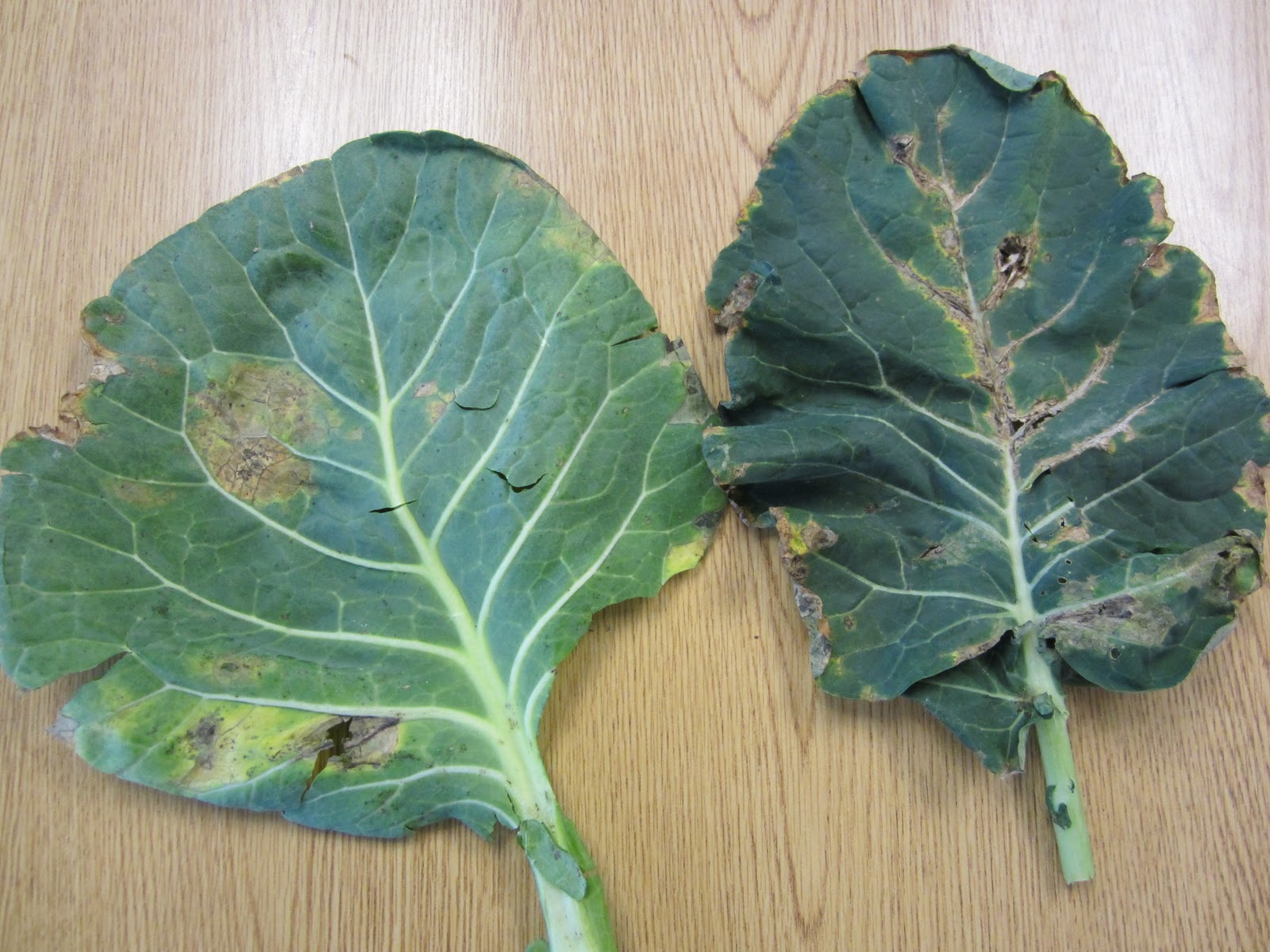 NCSU PDIC: Sample of the week: Black rot of crucifers