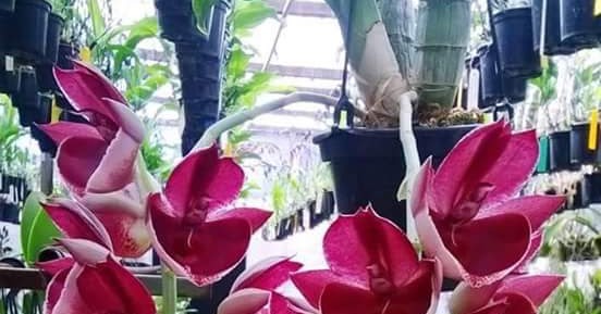 Cara Mudah Pemupukan Tanaman Hias Agar Rajin Berbunga | -Petani TOP-