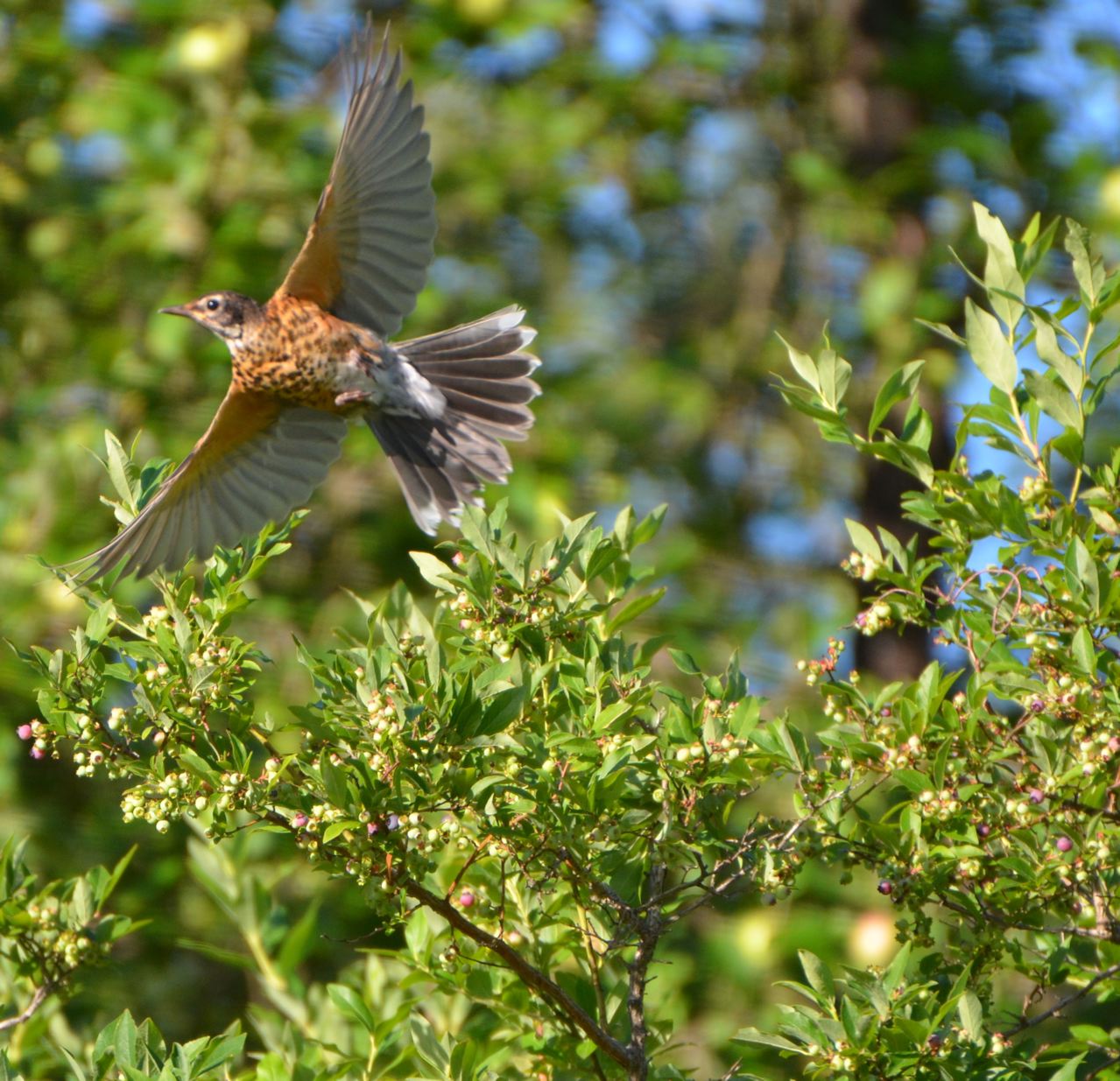 Flower Hill Farm: Looking Back Wildly Native Highbush Blueberries ...
