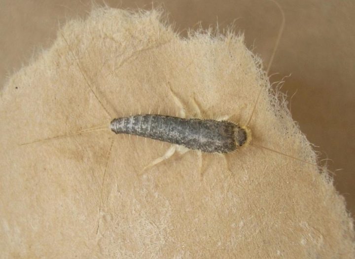 Thysanura - Insectduniya|Entomology - Wikipedia