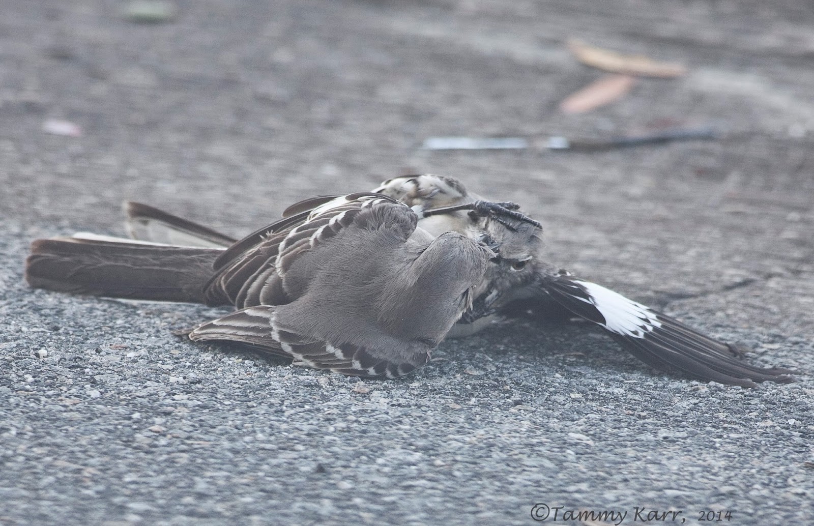 i heart florida birds