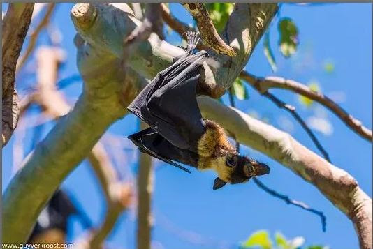 Spectacled Flying Fox pup - Guy Verkroost