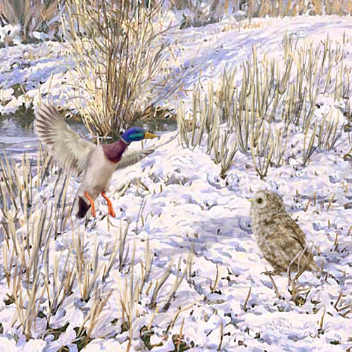 My Owl Barn: The Christmas Owl by Angela Muse