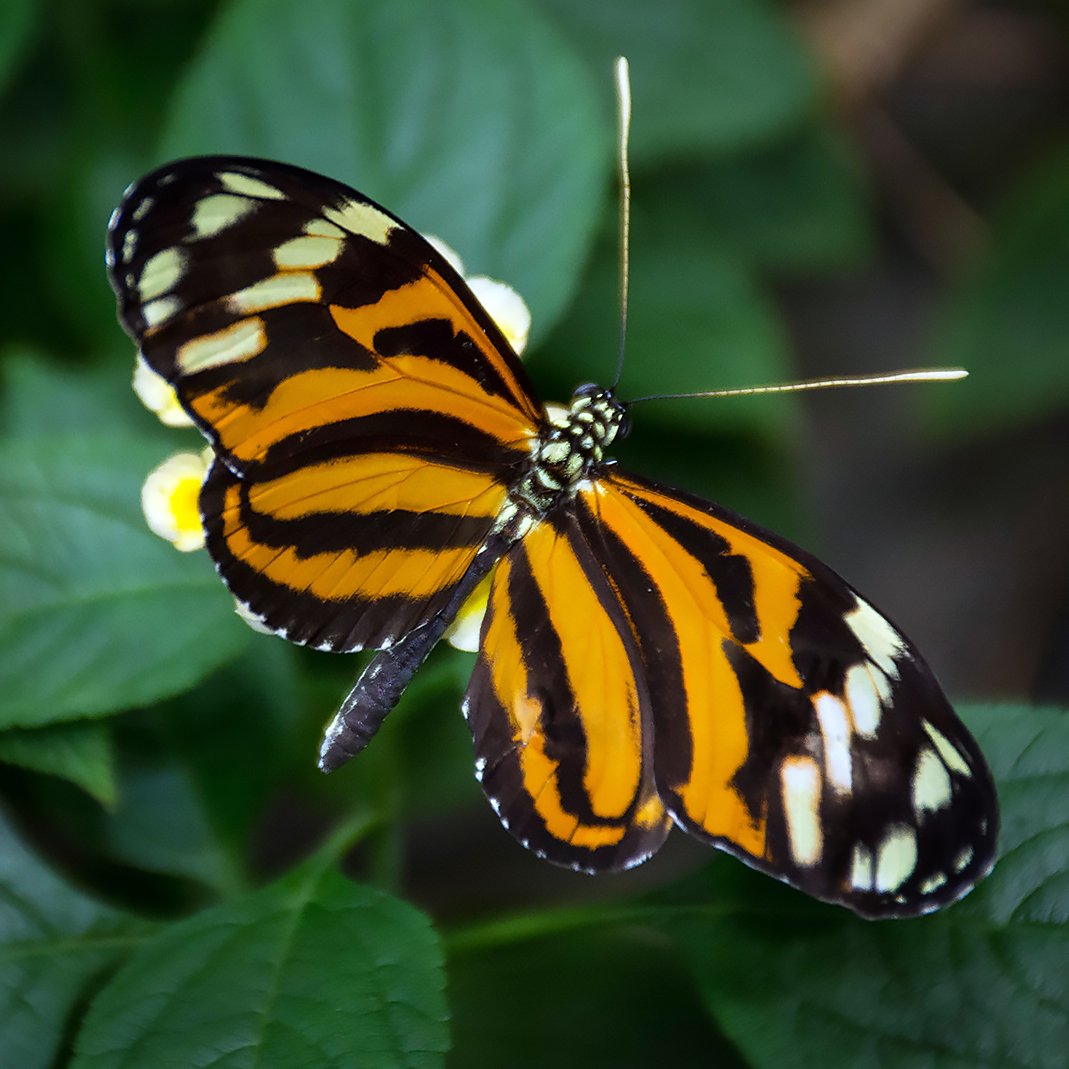 Pacific Science Center Life Sciences: Look--It’s Another Tiger Wing ...