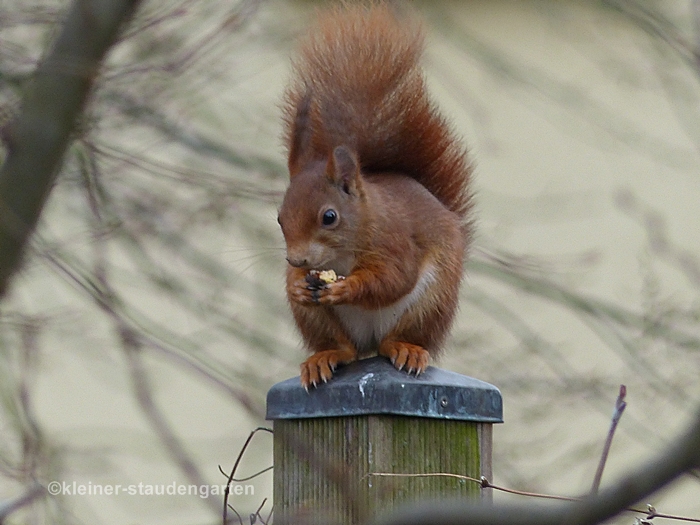 kleiner-staudengarten: Der kleine Racker...