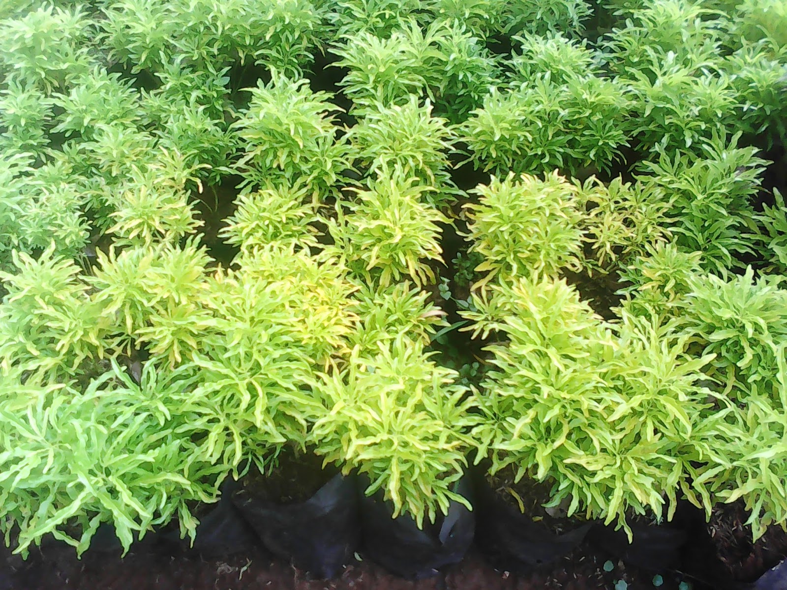 15+ Tanaman Hias Daun Hijau Kuning