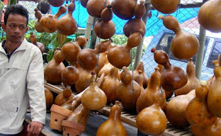 Pemanenan Labu Botol (part 2) | Jual Benih Labu Botol