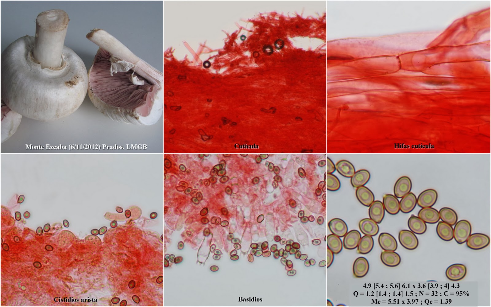 Guía de Setas y Hongos de Navarra.: Agaricus xanthodermus Genev