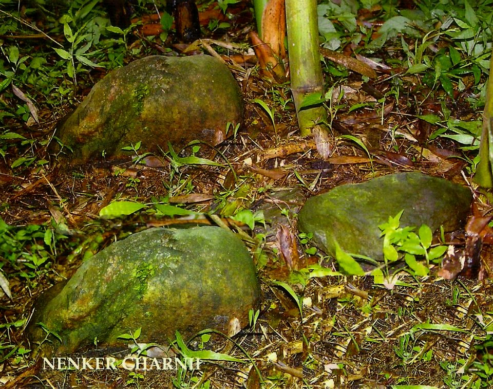 Learn Tanii: Mythology and Historicals of Tanii