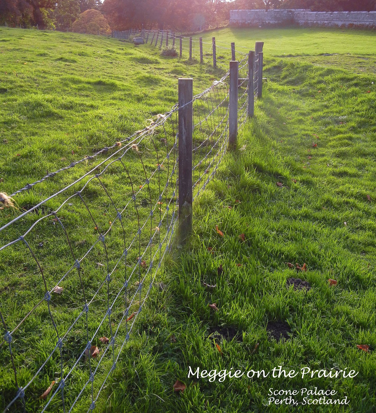 Meggie On The Prairie