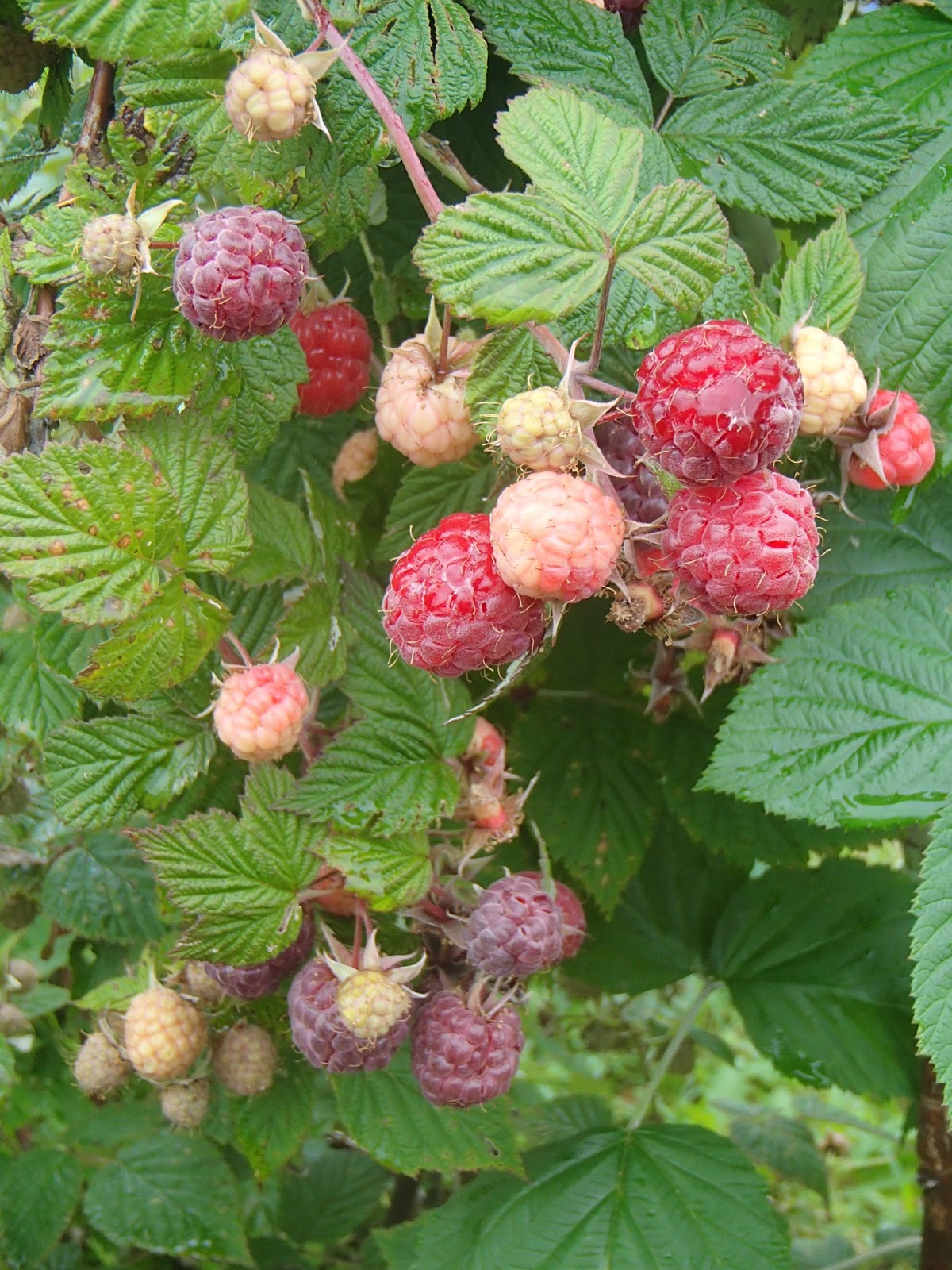 Ridge Berry Farm: The Purple Raspberries are Back