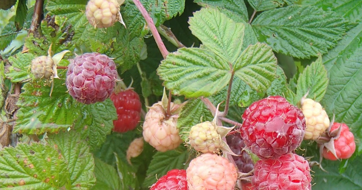 Ridge Berry Farm: The Purple Raspberries are Back