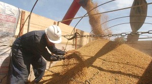 Semillas que valen oro Chía