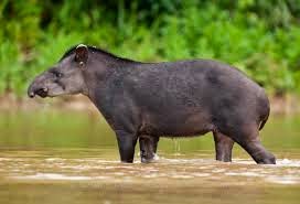Tapirs Tapiridae Animals | Facts & Interesting Pictures | All Wildlife ...