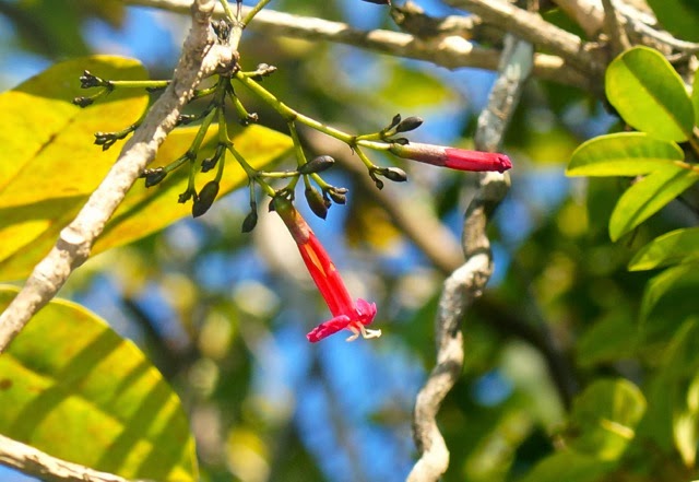 Flora de Puerto Rico Ilustrada Papo Vives: BIGNONIACEAE TABEBUIA ...