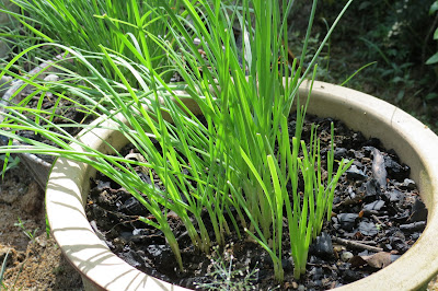 warna warni hidupku..............: Pokok Kucai