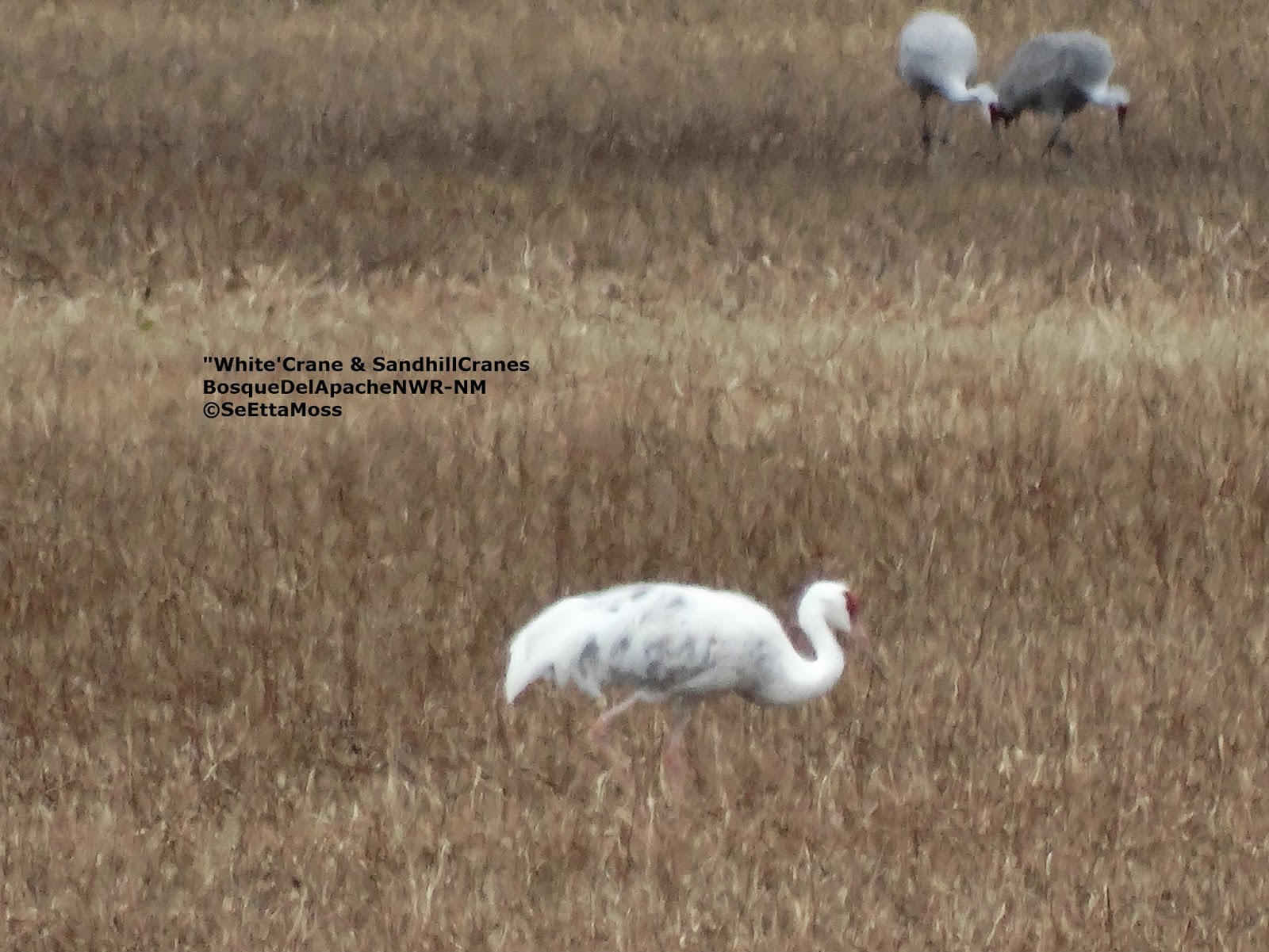 'White' crane among the Sandhill Cranes at Bosque del Apache NWR