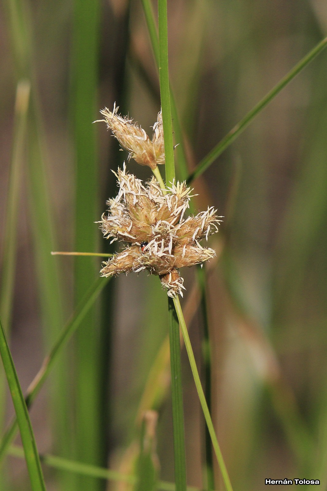 Flora Bonaerense: Junco de laguna (Schoenoplectus americanus)