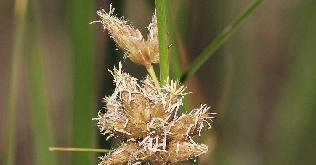 Flora Bonaerense: Junco de laguna (Schoenoplectus americanus)