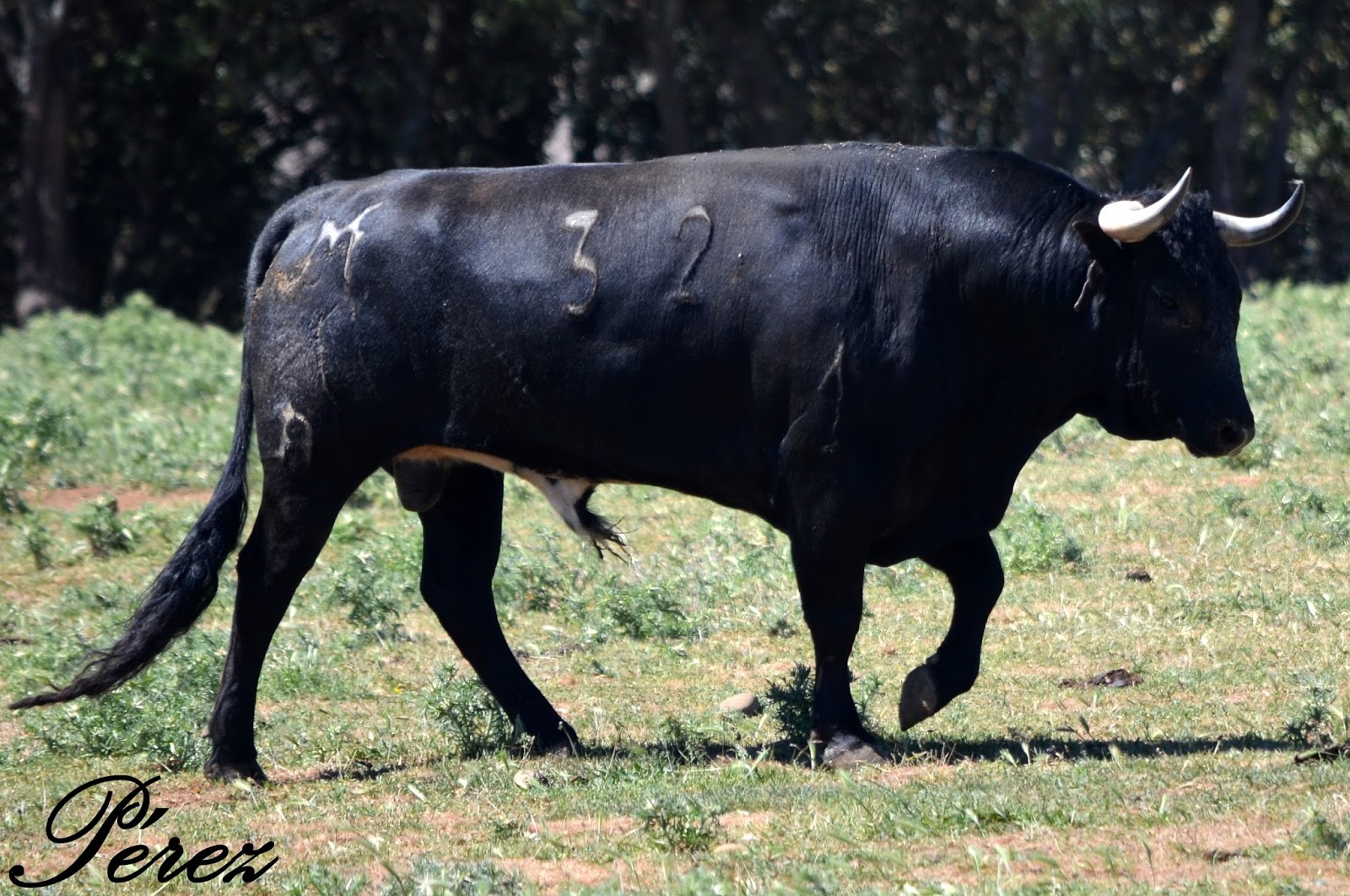 Toros en Andorra 2: Los tres Toros de Los Maños para el desafío de ...