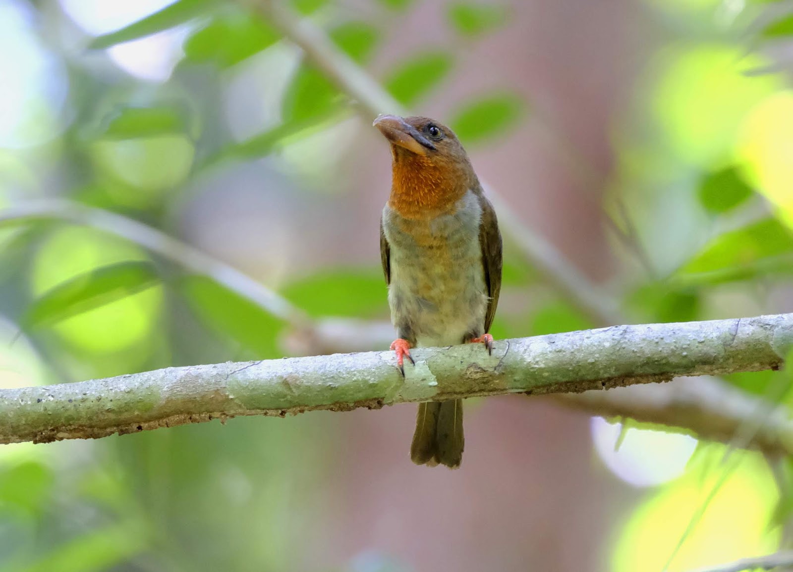 Mike is the name Birding is the game ( Birding in Malaysia - Malaysian ...