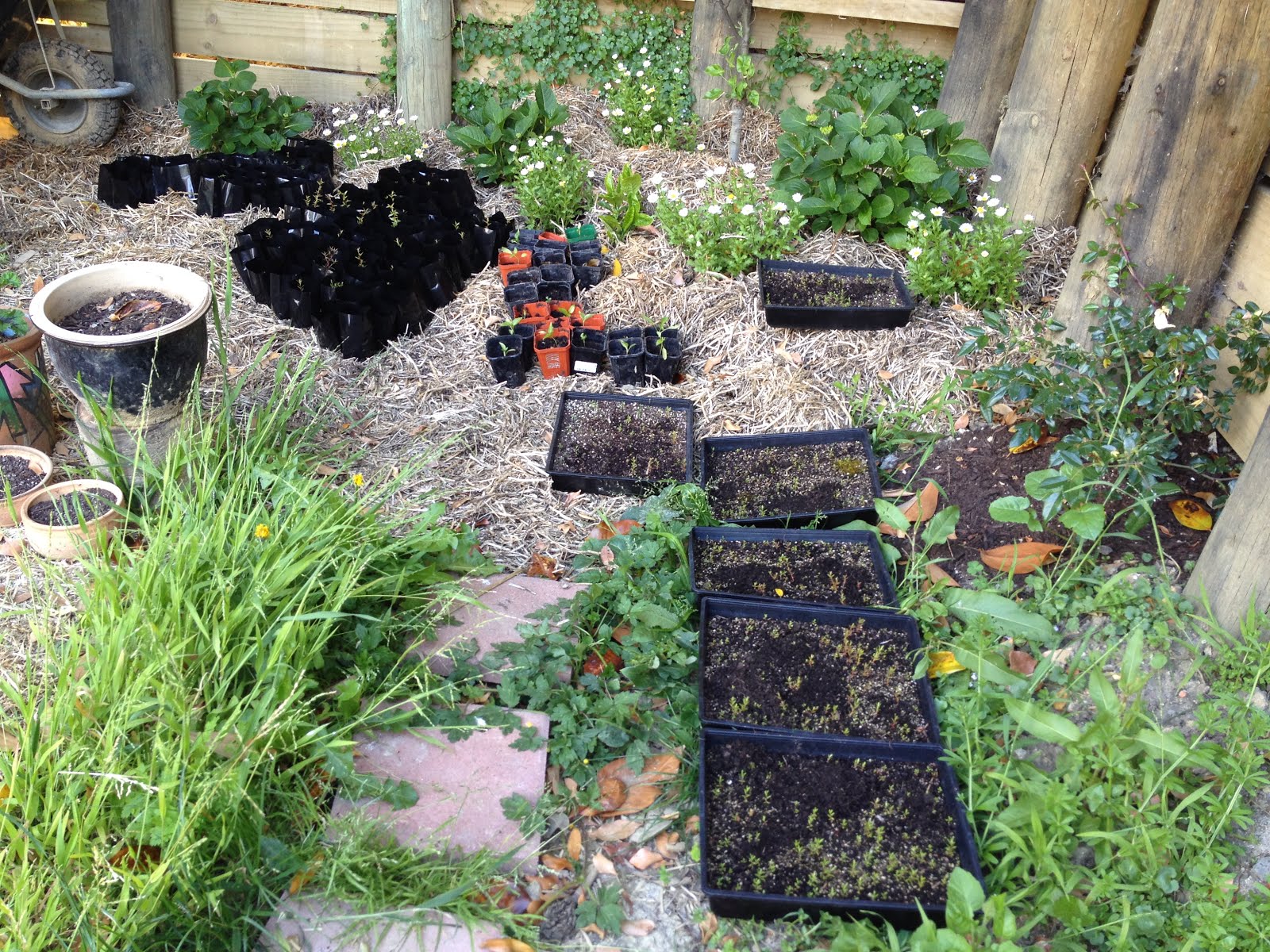 Beekeepers Blog: How to grow manuka trees from seed