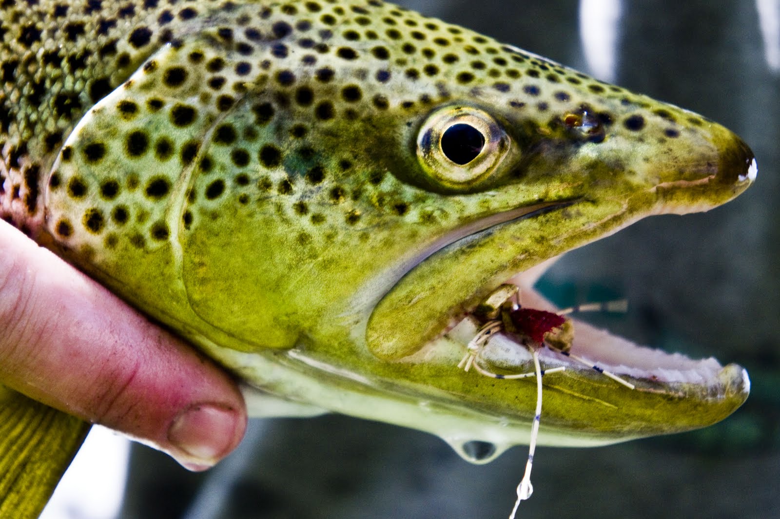 Troutbugs: 'Tis better to fish alone...
