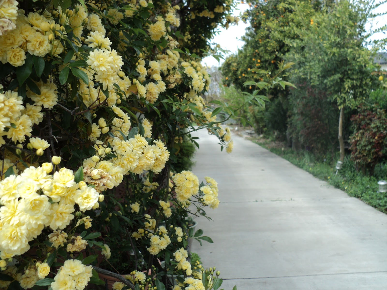 PE GINDURI: INFLORESC GRADINILE...