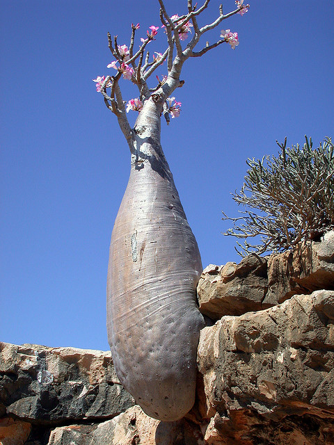 Socotra's Amazing Trees