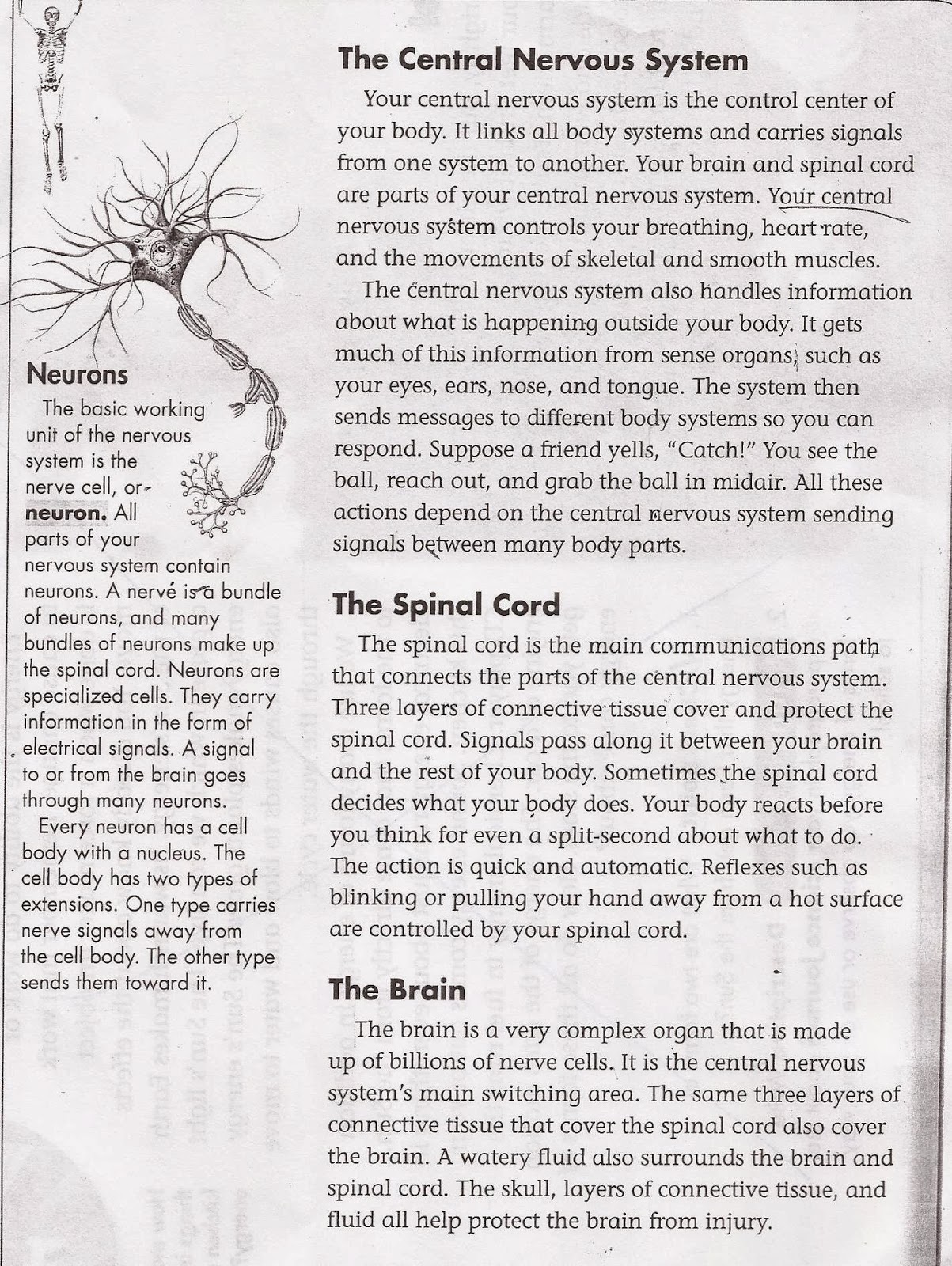 SCIENCE Liceo Colombia: NERVOUS SYSTEM - ACTIVITY IN CLASS 5°