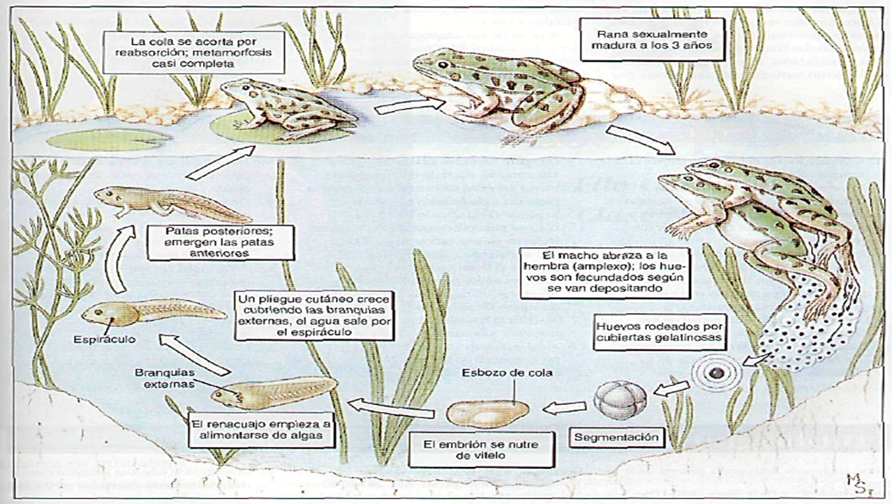 Importancia Ambiental De Los Anuros