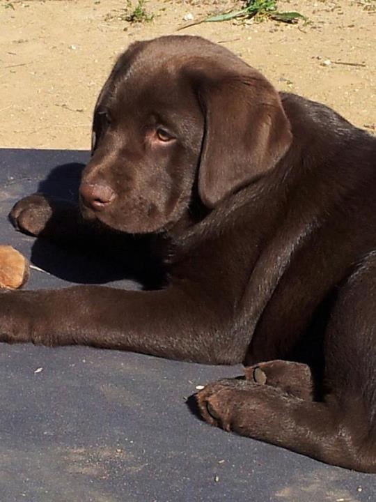 Jack - 3-month-old Chocolate Labrador Retriever | All About Labradors