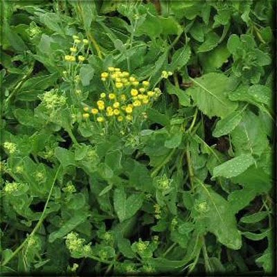 Medicina Natural: 2019