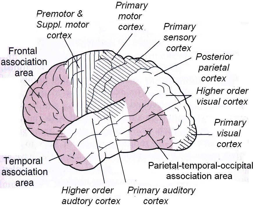Bio Geo Nerd: Brain Anatomy and Functions