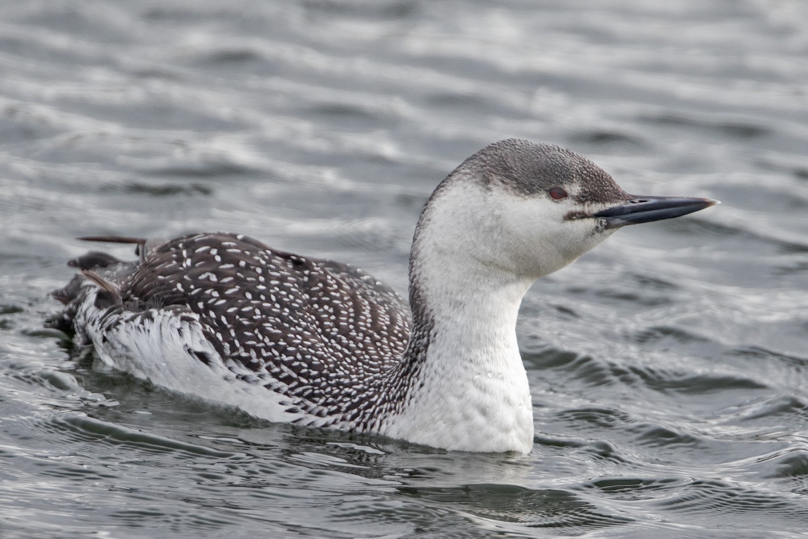 PETER'S PORTFOLIO..............Bird & Wildlife Photography: Red ...