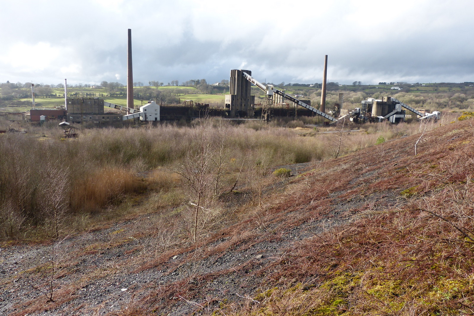 South Wales Bryophytes: Cwm Colliery