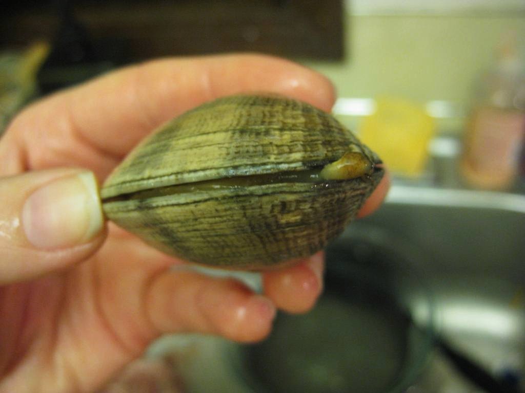 Freshwater clams? | Betta Fish Forum