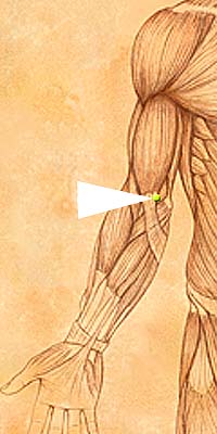 acuxo | Acupuncture Point Locations, Descriptions, and Actions: PC 3 ...