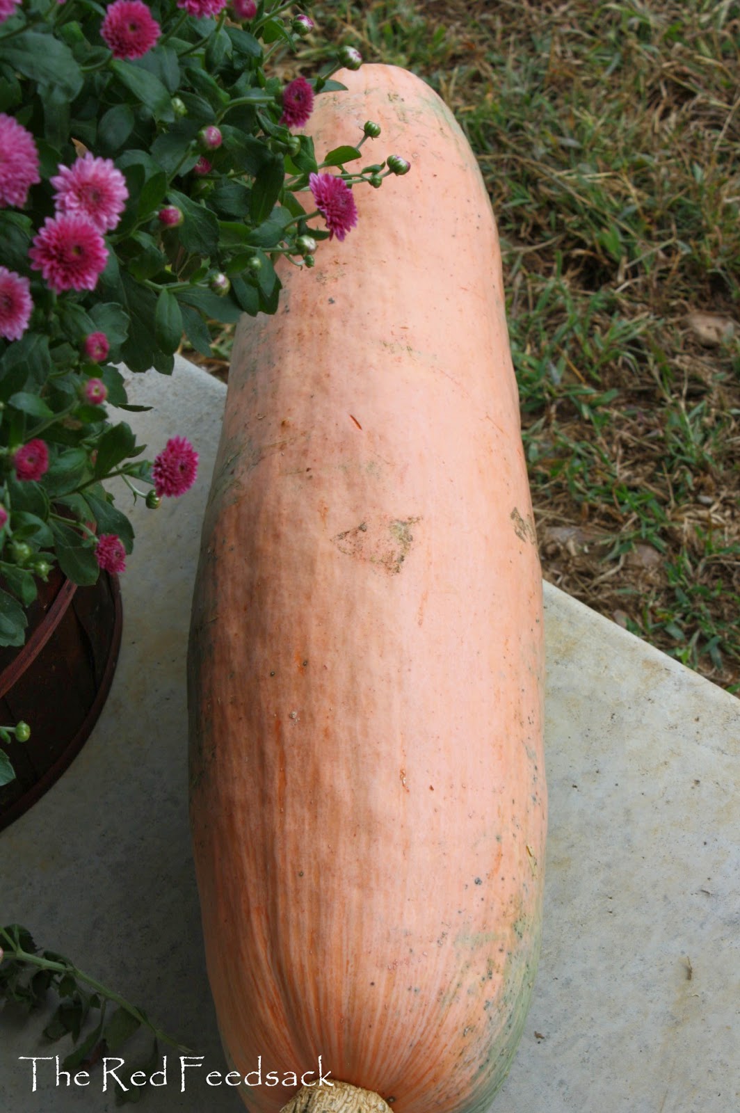 The Red Feedsack: Candy Roaster Pumpkin (Or Is It Squash?)