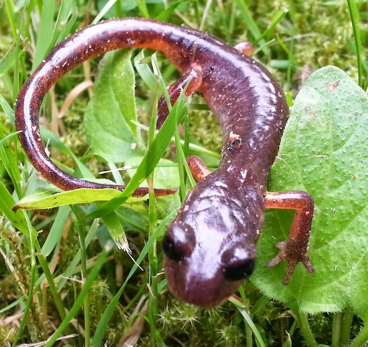 Weeding on the Wild Side: Continuous bloom: roses, geraniums, plus June ...