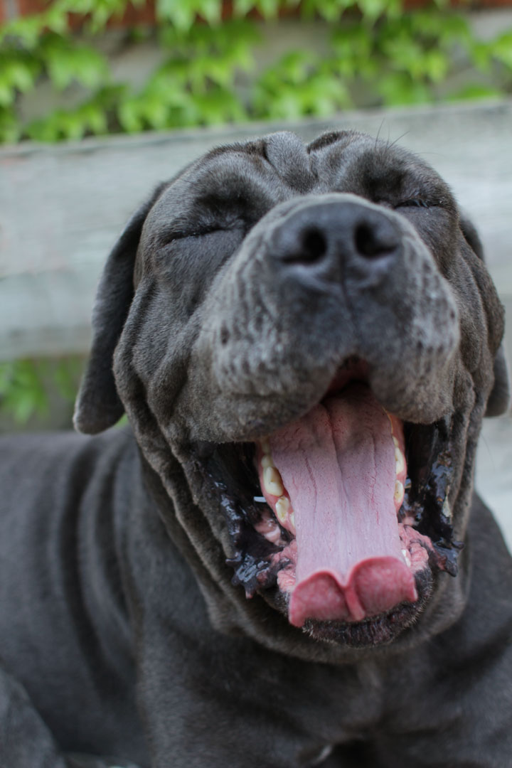 Honey - Neapolitan Mastiff at the Toronto Humane Society