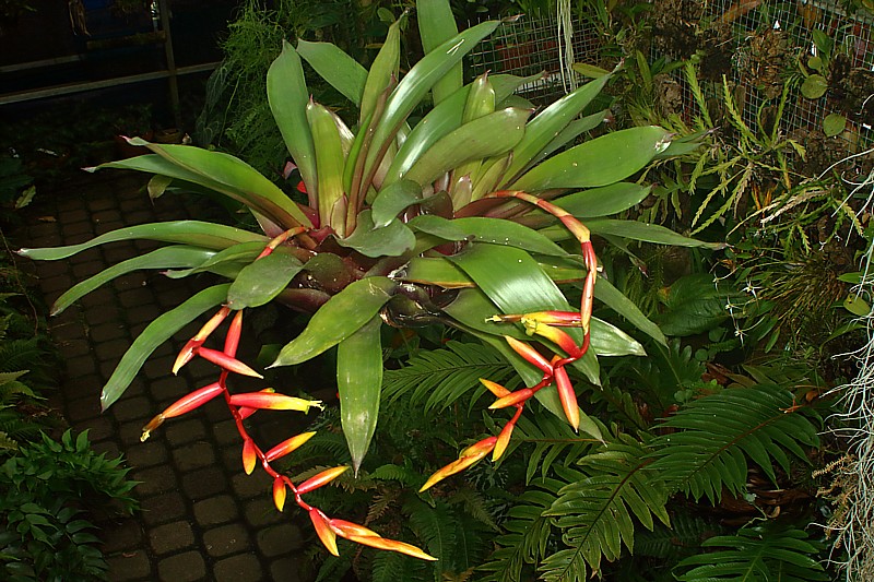 Aquarien und Orchideen : Bromelien und andere Pflanzen