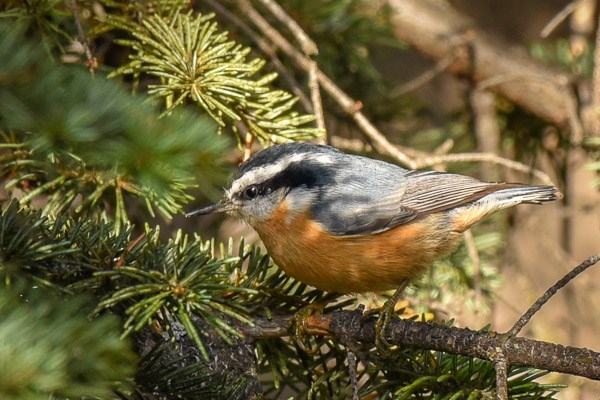 English Planet: Most Shocking Bird Behaviors