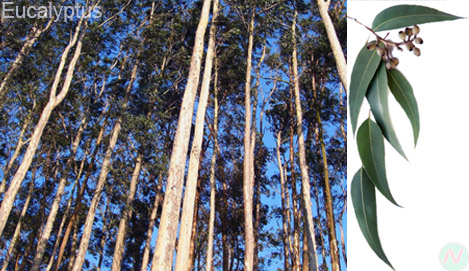 Tree & Plant Species Names & Images | Necessary Vocabulary - Necessary ...