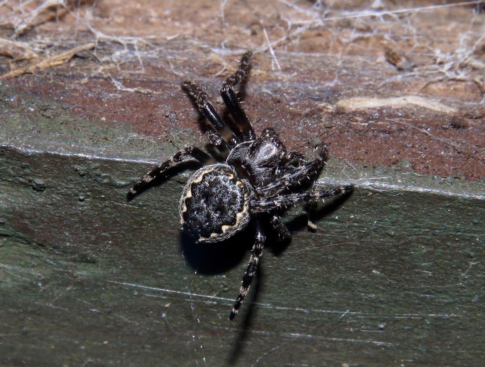 Northwest Norfolk Naturalists: Three common spiders from Holme Marsh