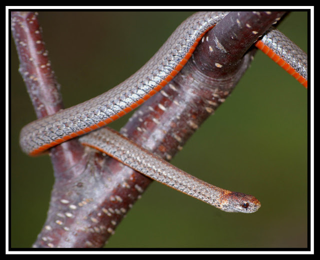 Our Beautiful World: Beautiful red snakes