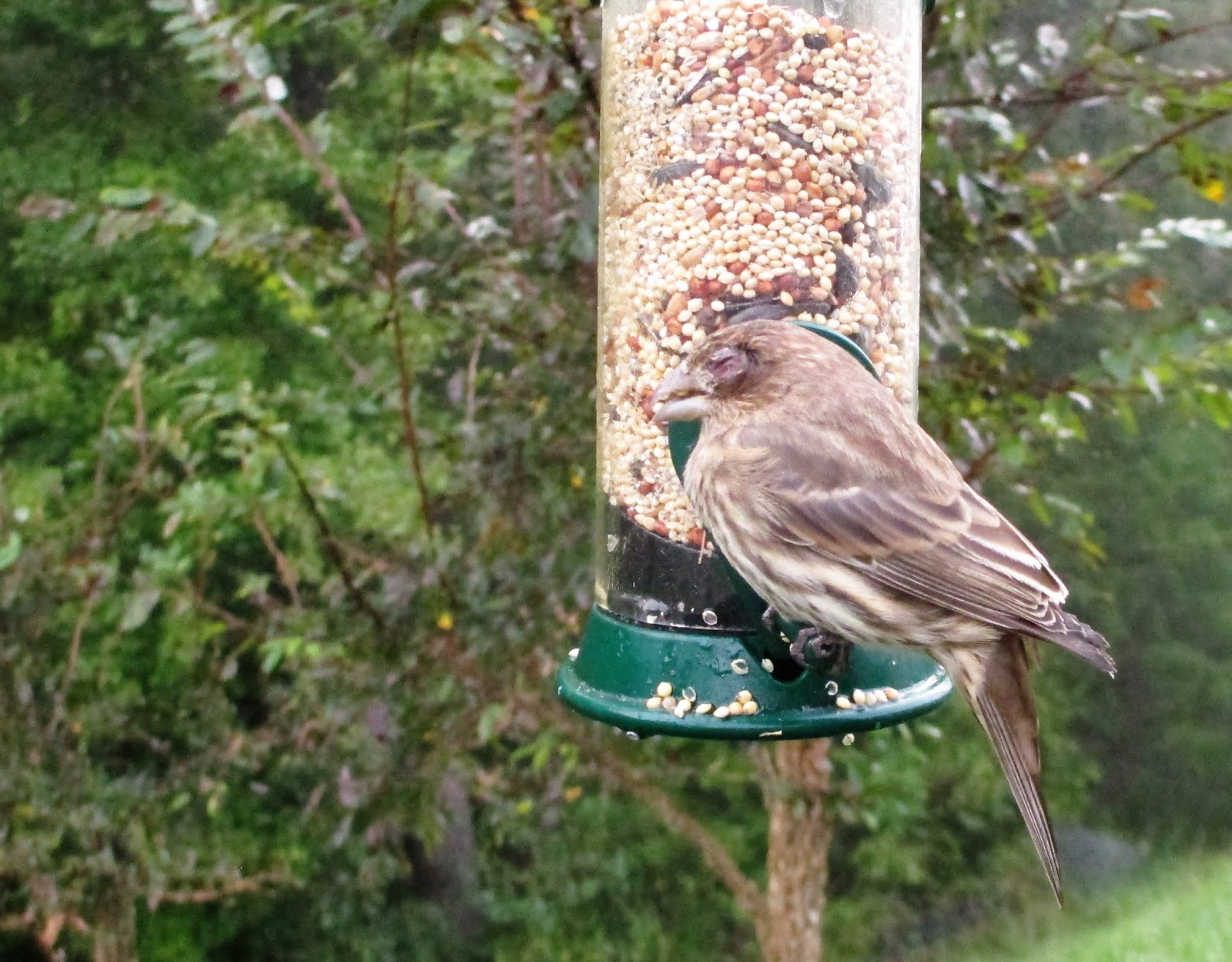 Keith & Karen's Missionaries, Mutts and Stuff: The Blind Finch