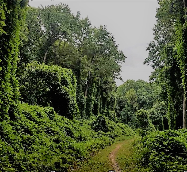 Perry's Trails: The Swarmy of Northern Virginia - My DHRT 50K Race Report