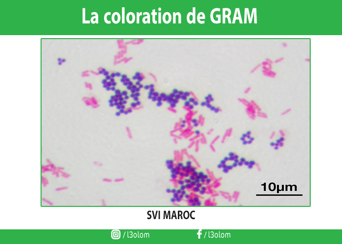 [Info] - La coloration de GRAM - SVI-MAROC